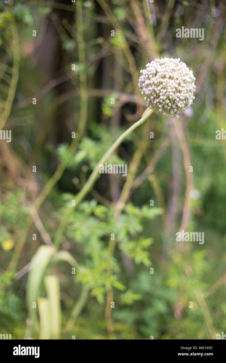 Allium plant hi-res stock photography and images - Alamy