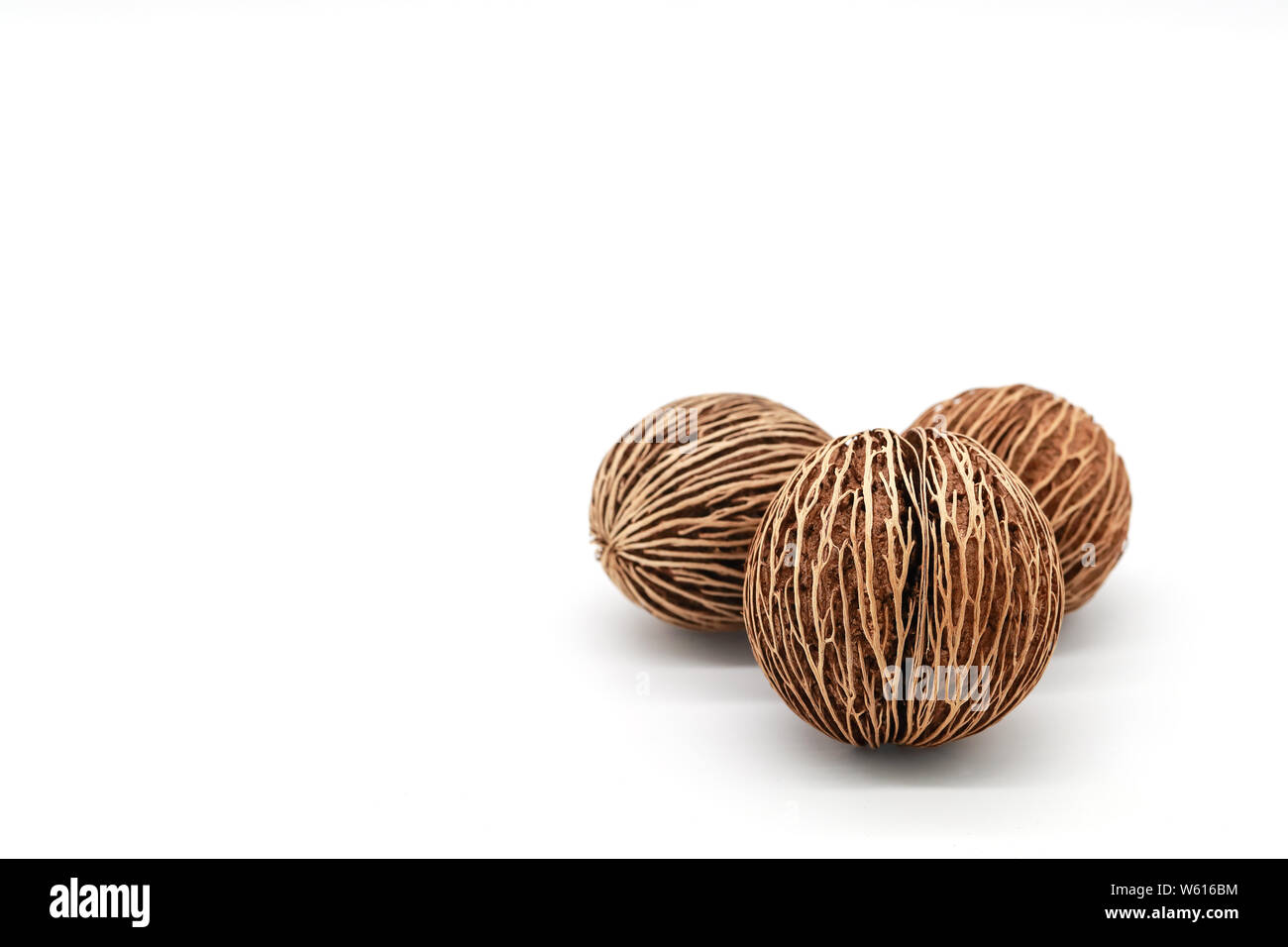 plant seeds isolated on white background Stock Photo - Alamy