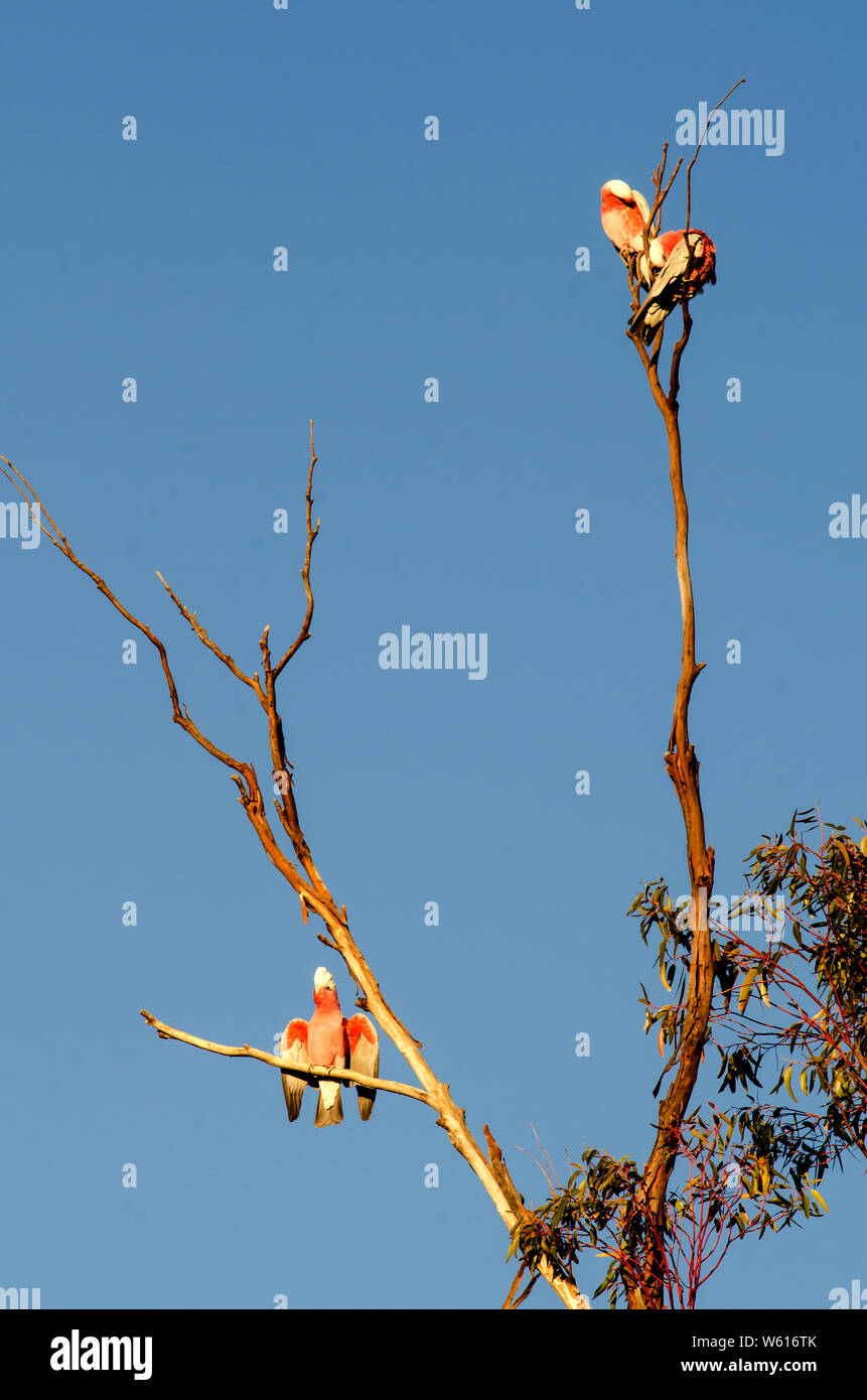 Galah australian bird native hi-res stock photography and images - Alamy