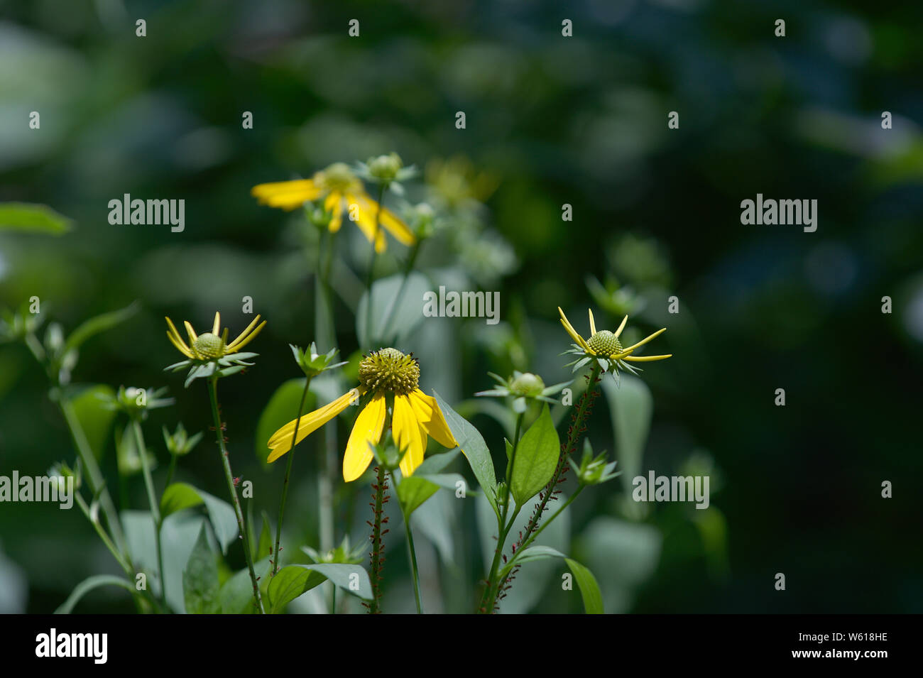 Daisy flower petals falling hi-res stock photography and images - Alamy