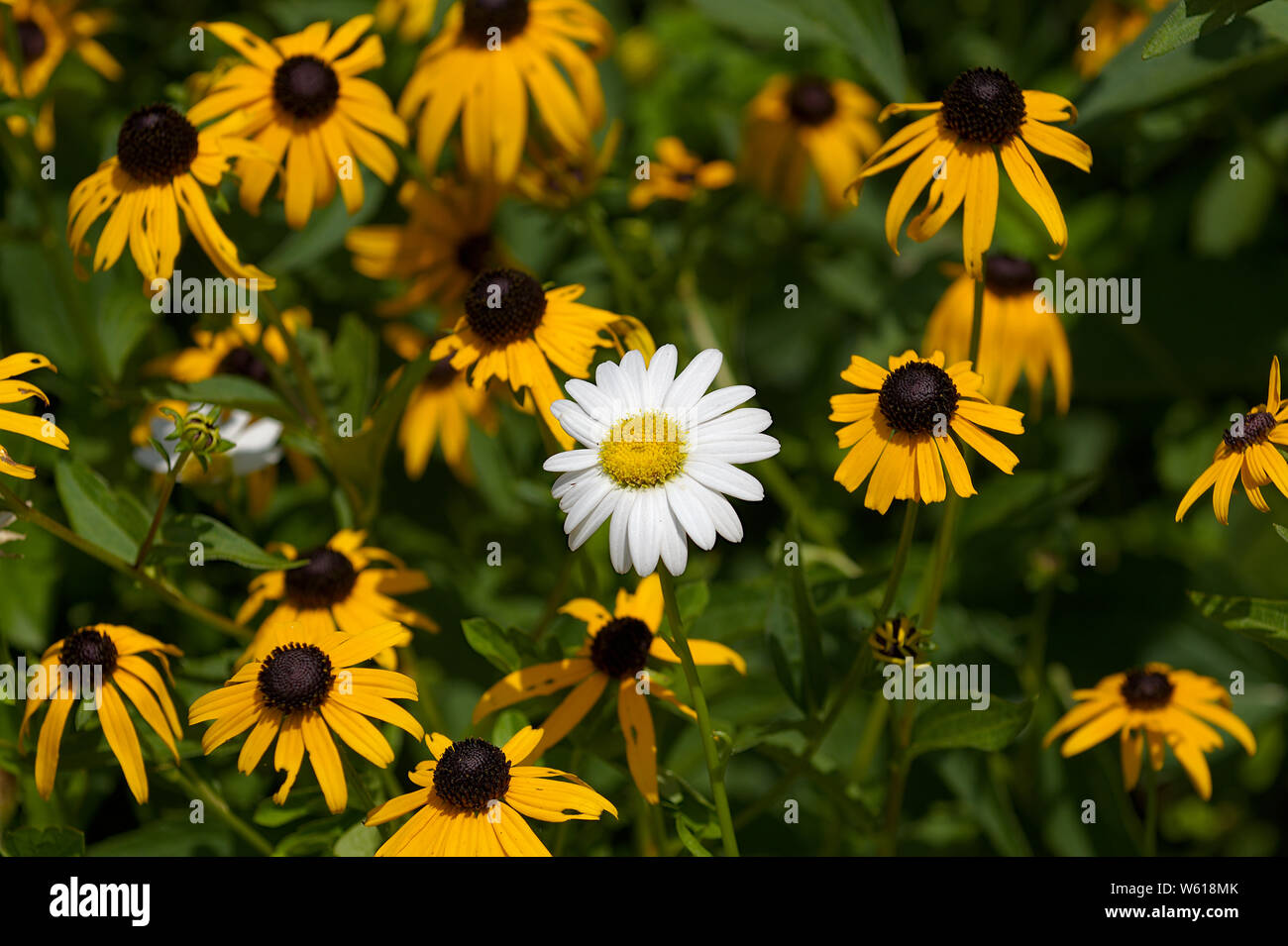 single white daisy among black eyed Daisies Stock Photo - Alamy