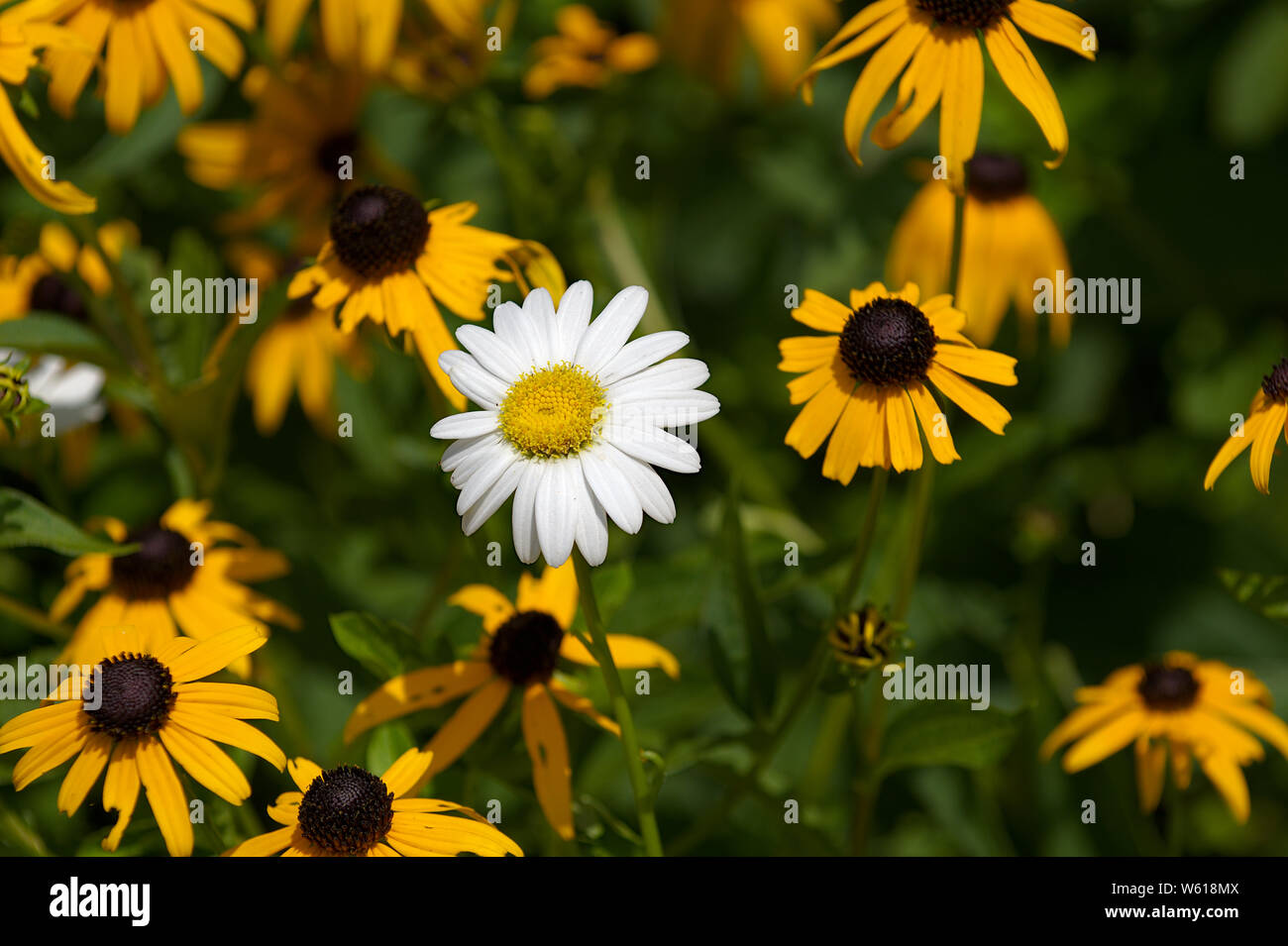 Common daisy lawn daisy bellis perennis white daises hi-res stock ...