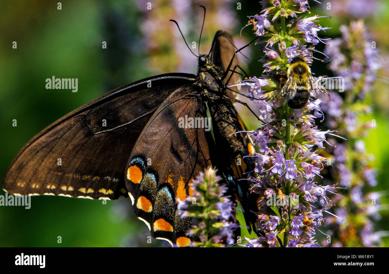 Bugs with wings hi-res stock photography and images - Alamy