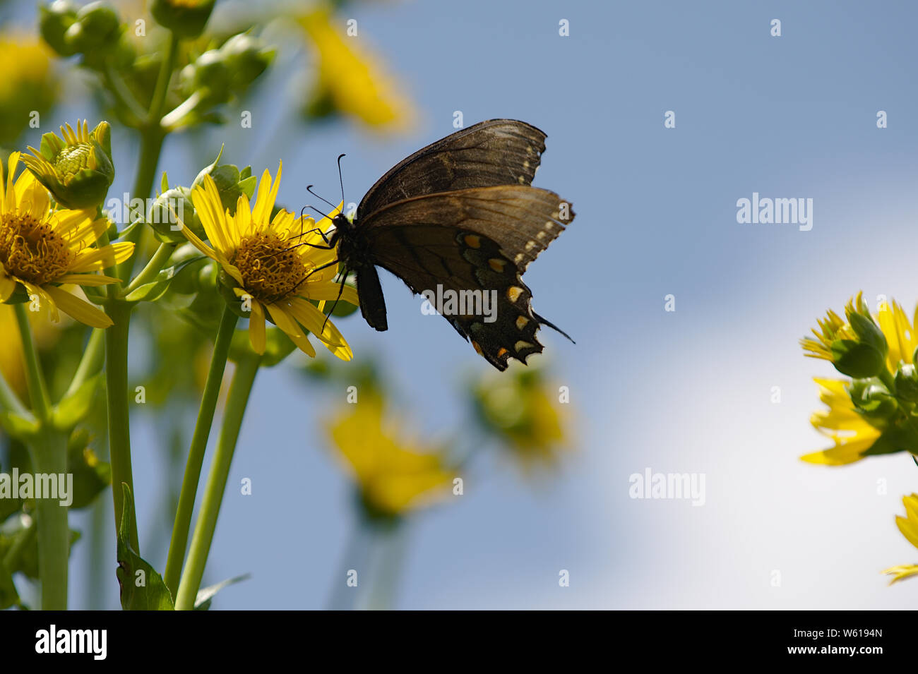 Black Morph Eastern Tiger Swallowtail on Maximillian sunflower Stock ...