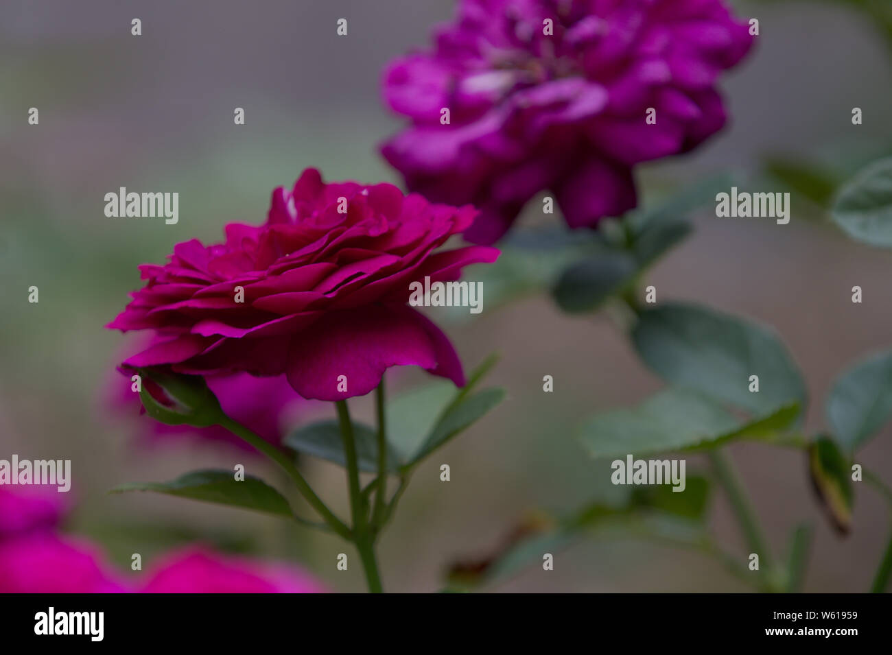 Bunch hybrid tea rose hi-res stock photography and images - Alamy