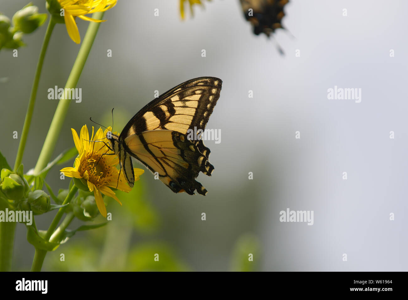 Eastern Tiger Swallowtail on Maximillian Sunflower Stock Photo - Alamy