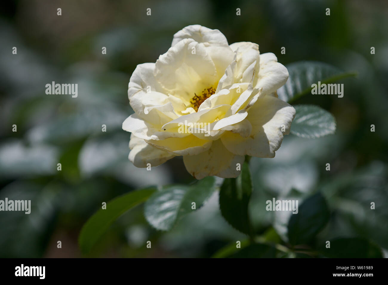 Closeup of Hybrid Tea Rose Stock Photo - Alamy
