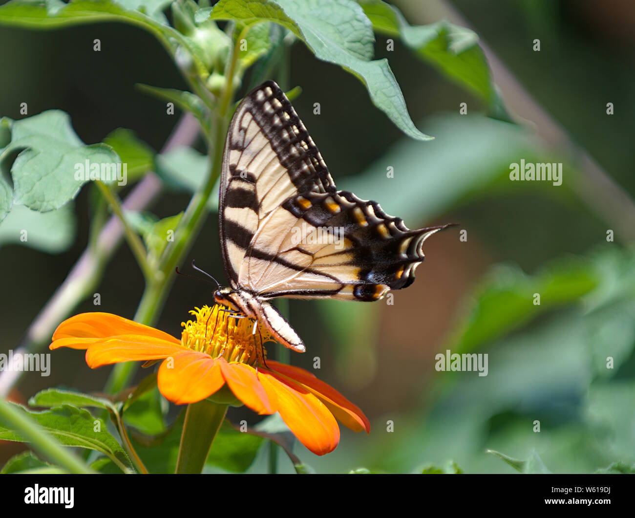 Yellow Tiger Swallowtail on Mexican Sunflower Stock Photo - Alamy