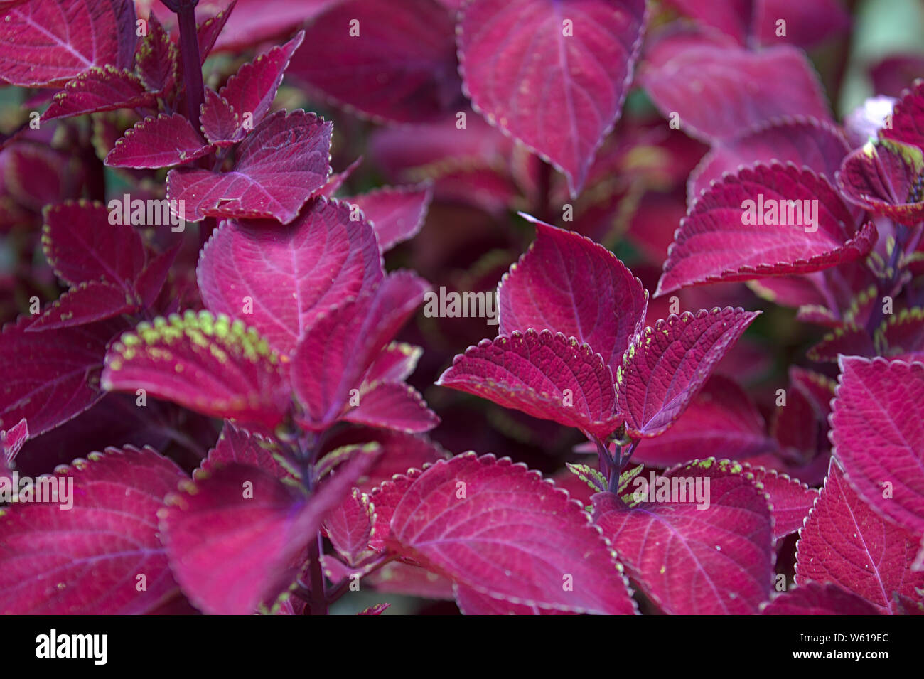 Beautiful Velvet Bright Red Coleus Plant Leaves In The, 52% OFF