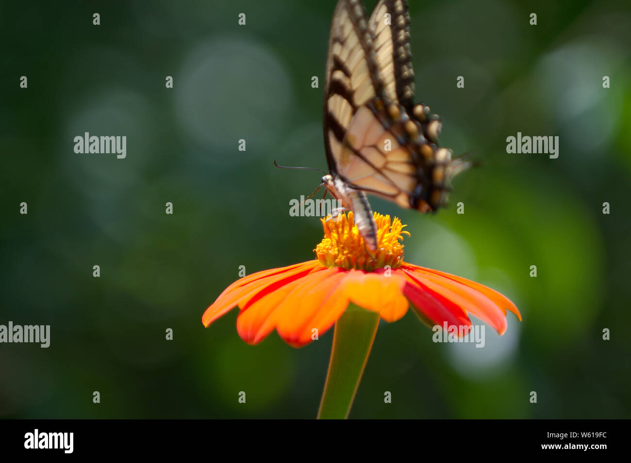Yellow Tiger Swallowtail on Mexican Sunflower Stock Photo - Alamy