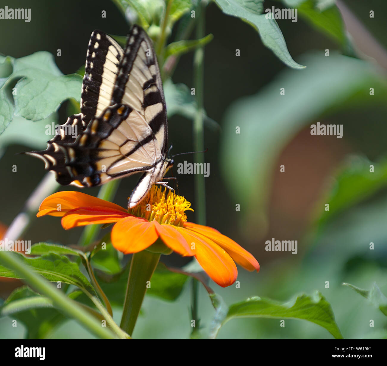 Yellow Tiger Swallowtail on Mexican Sunflower Stock Photo - Alamy