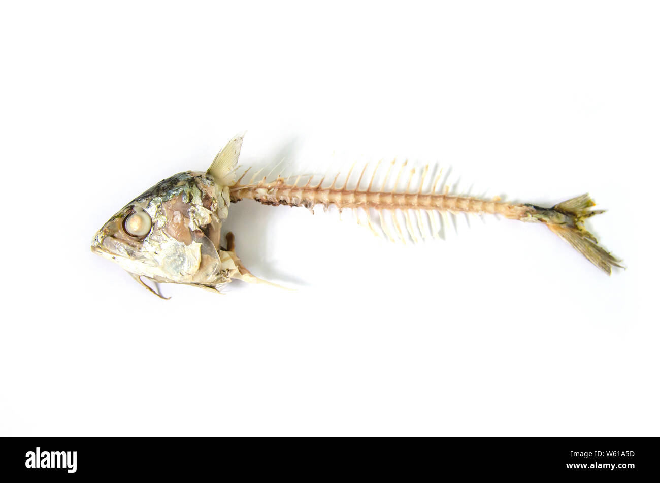 Fish skeleton on white hi-res stock photography and images - Alamy