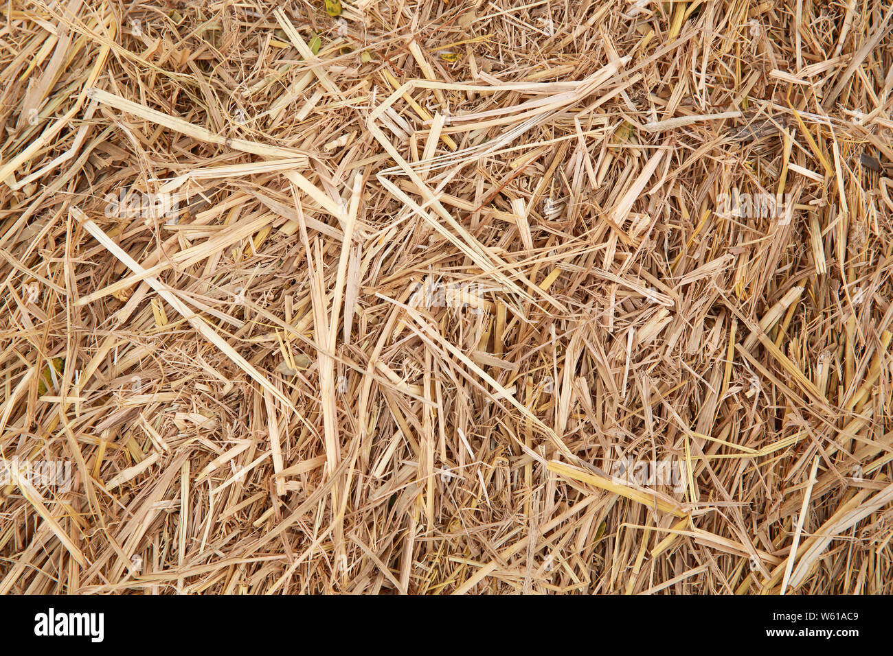 dry yellow hay using for agriculture background Stock Photo - Alamy