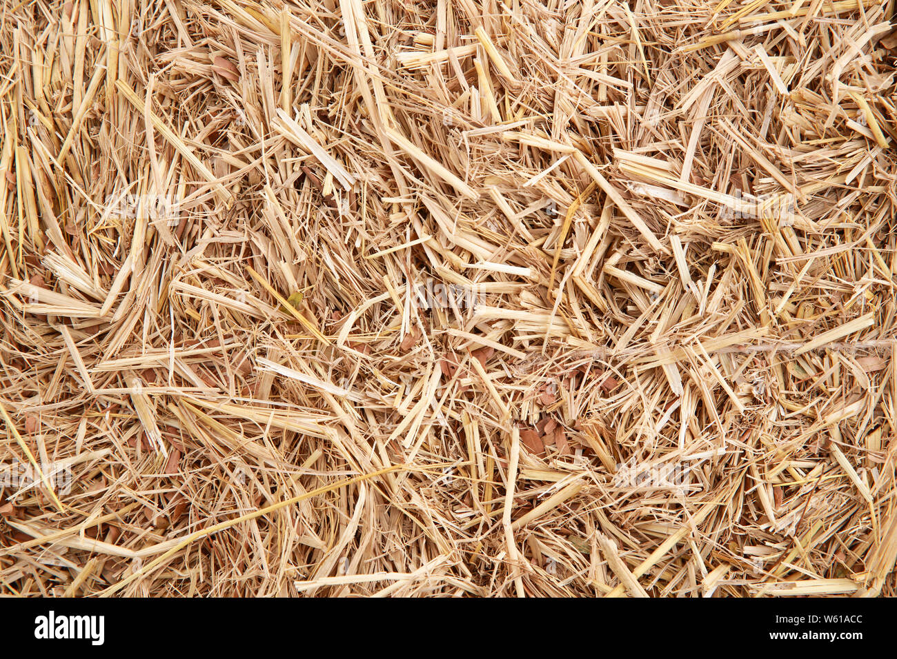 dry yellow hay using for agriculture background Stock Photo - Alamy