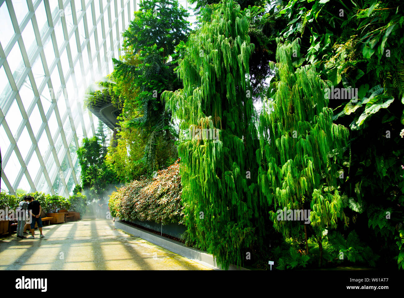 Singapore forest hi-res stock photography and images - Alamy