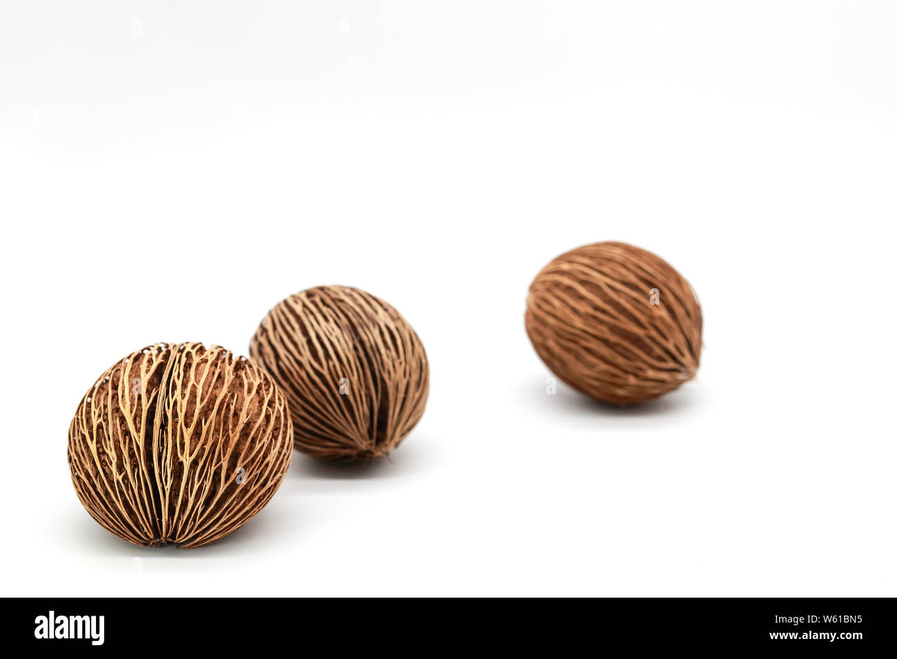 plant seeds isolated on white background Stock Photo - Alamy