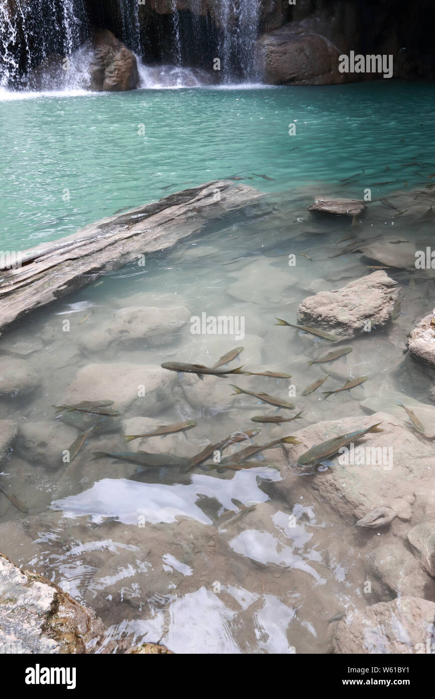 fish in waterfall Stock Photo - Alamy