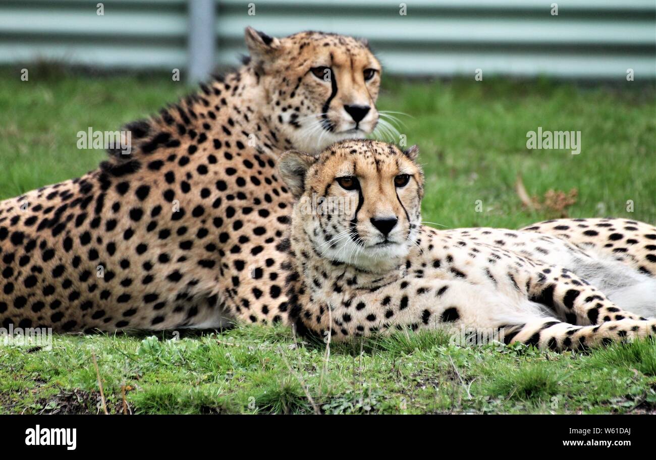 Big cat cheetahs hi-res stock photography and images - Alamy