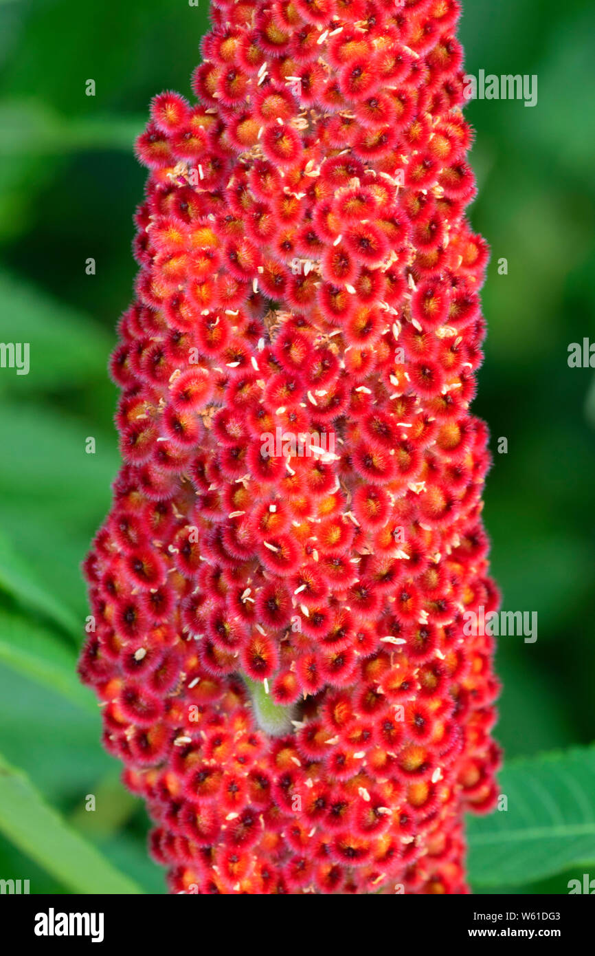 Red Sumac High Resolution Stock Photography and Images - Alamy
