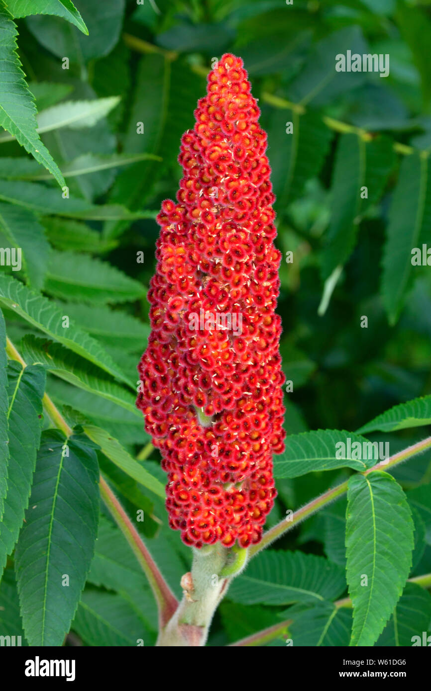 Red sumac hi-res stock photography and images - Alamy