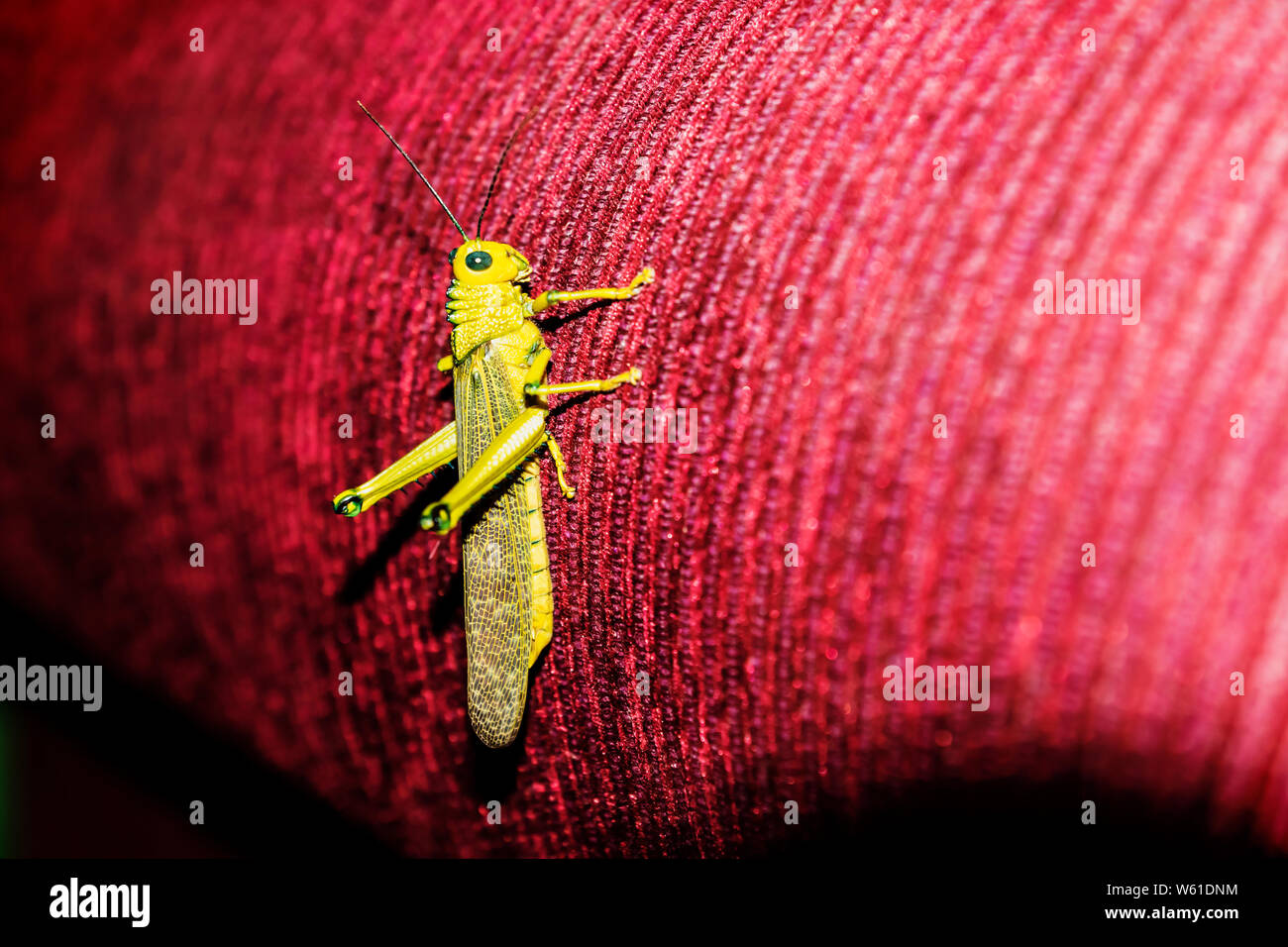 Insects of guatemala hi-res stock photography and images - Alamy