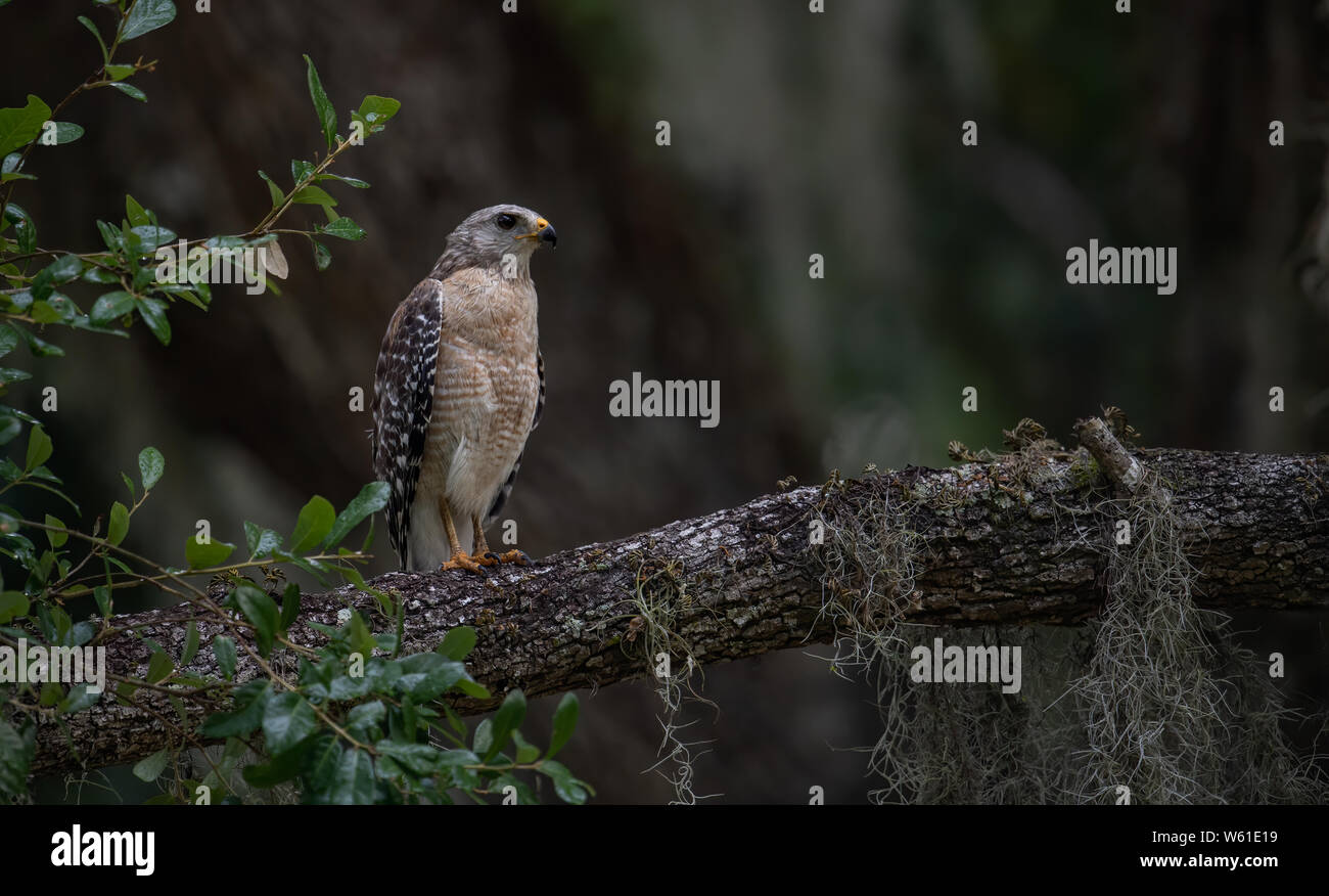 Red shouldered hawk Stock Photo - Alamy
