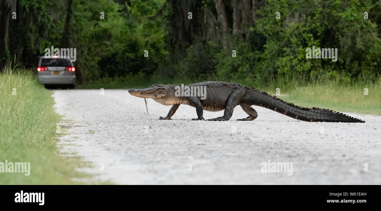 Alligator in Florida Stock Photo - Alamy