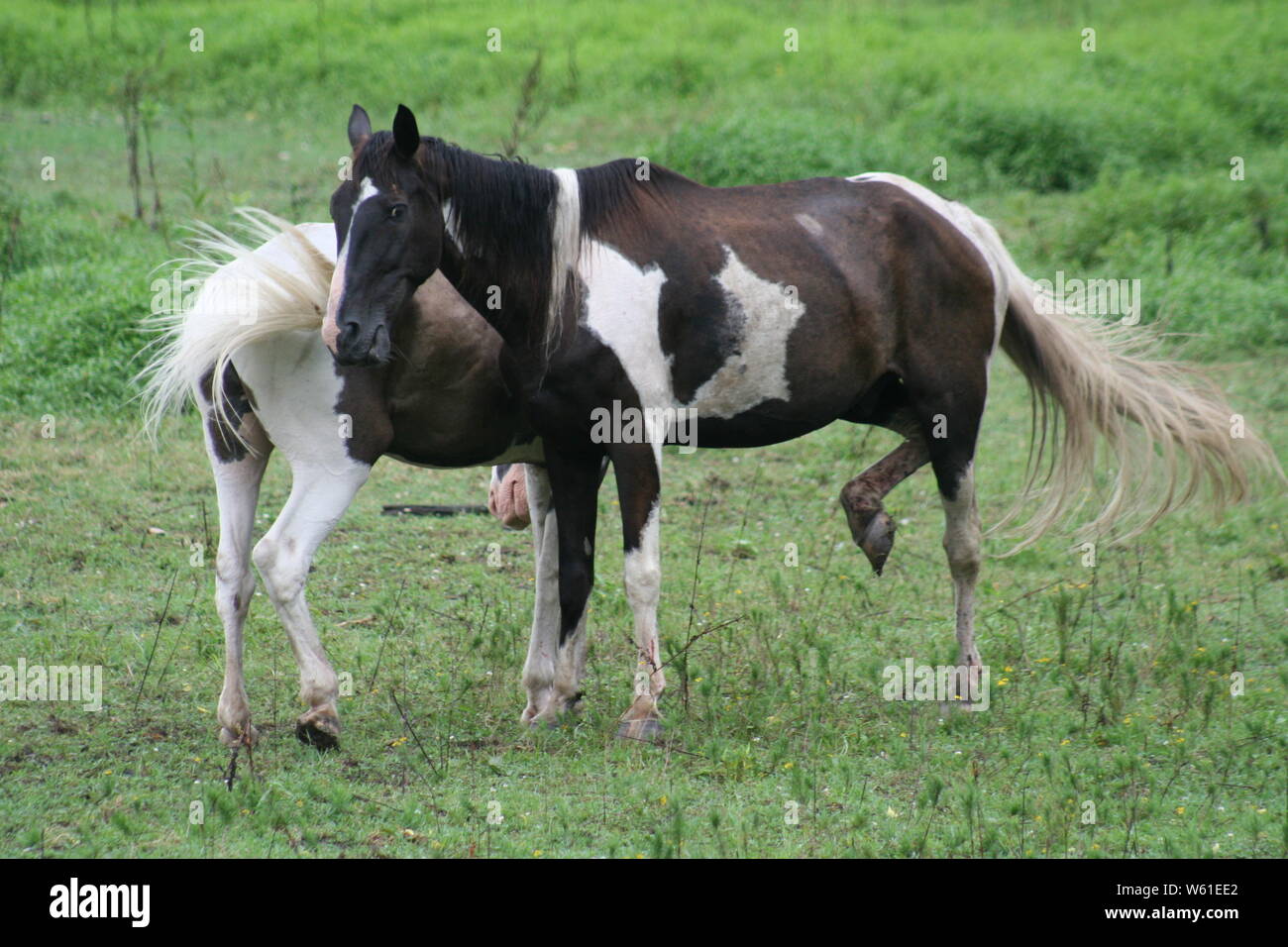 Horses Out to Pasture Stock Photo - Alamy