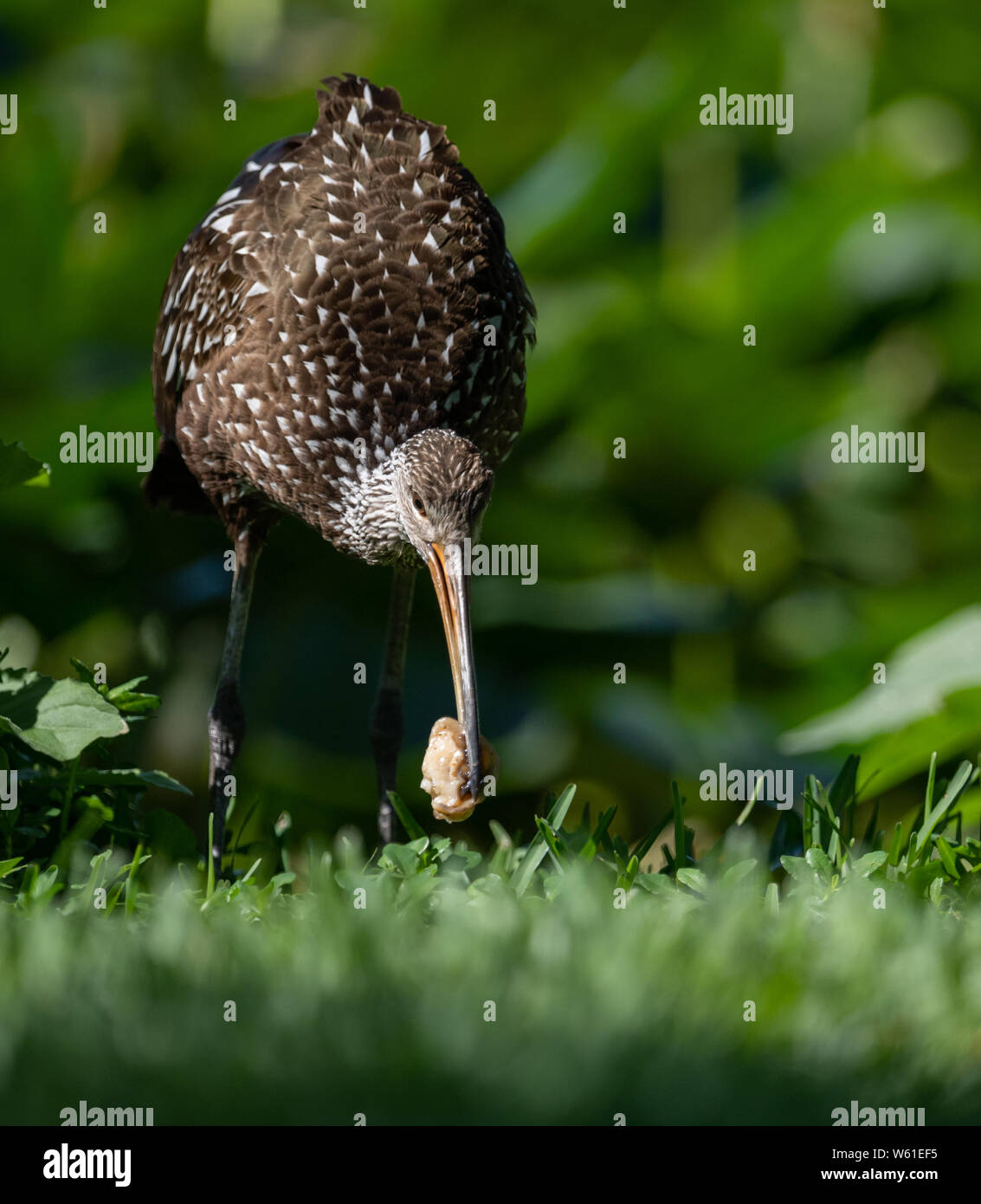 Limpkin photography hi-res stock photography and images - Alamy