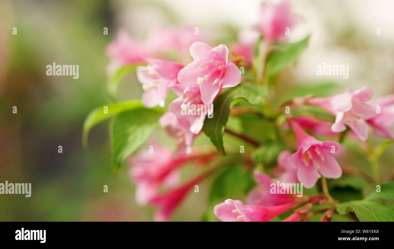 Abstract flower background. Flowers made with color filters. Toned ...