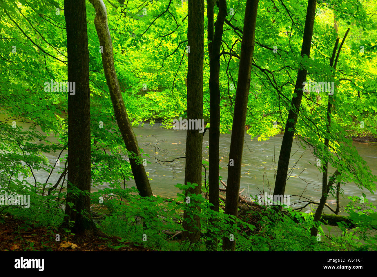 Quinnipiac River along Quinnipiac River Gorge Trail, Meriden Linear ...