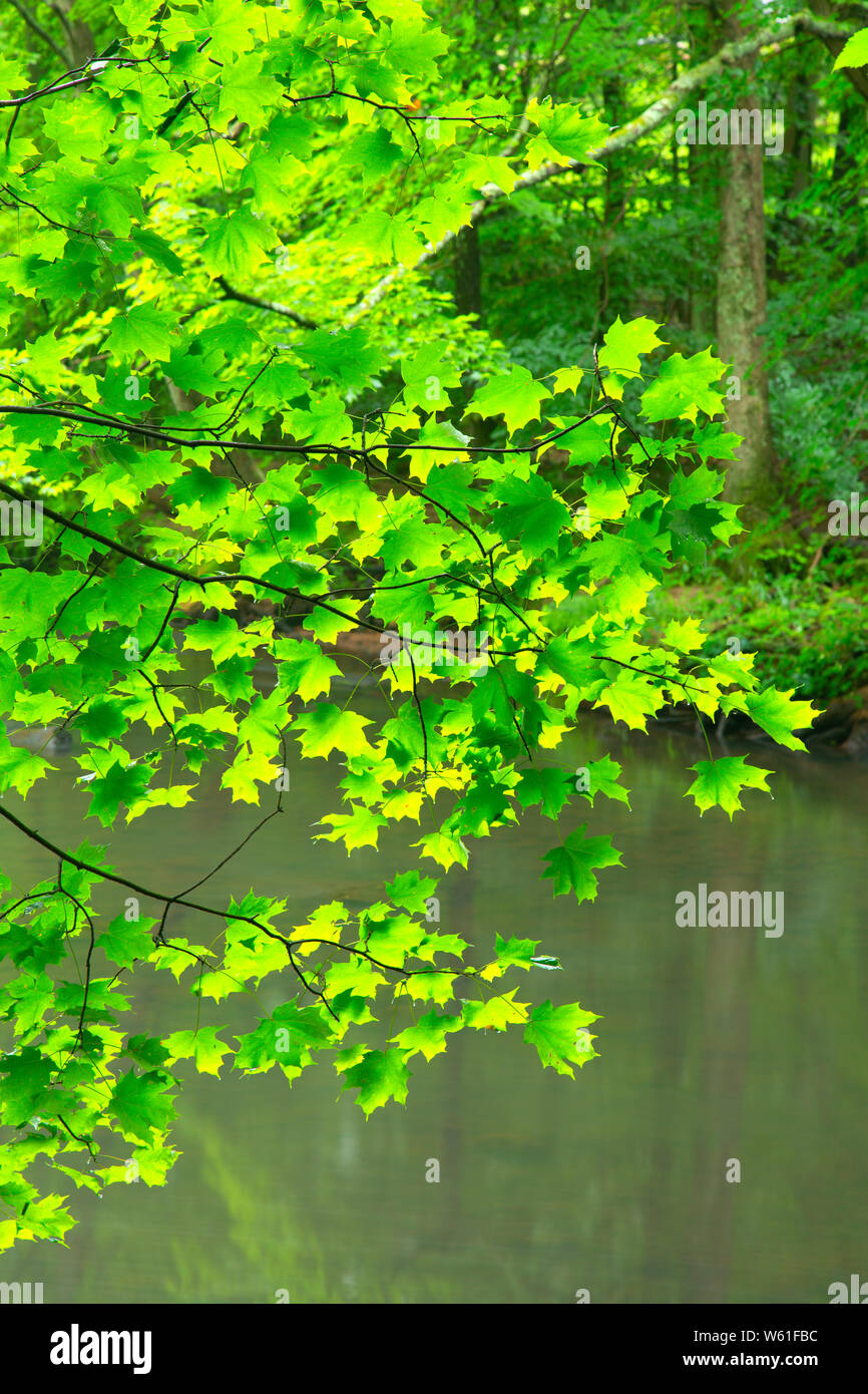 Maple leaves over Quinnipiac River along Quinnipiac River Gorge Trail ...