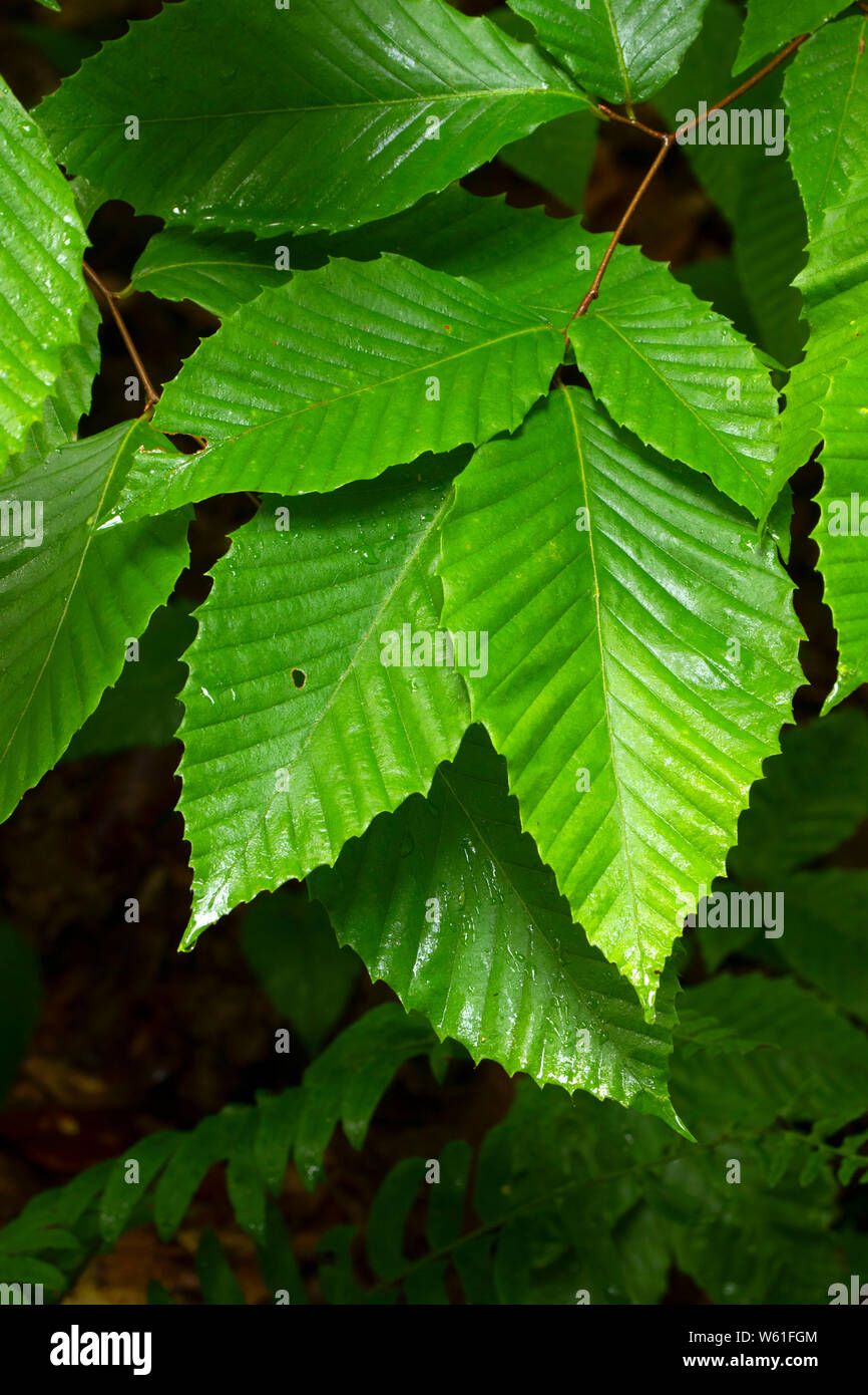 American beech leaf hi-res stock photography and images - Alamy
