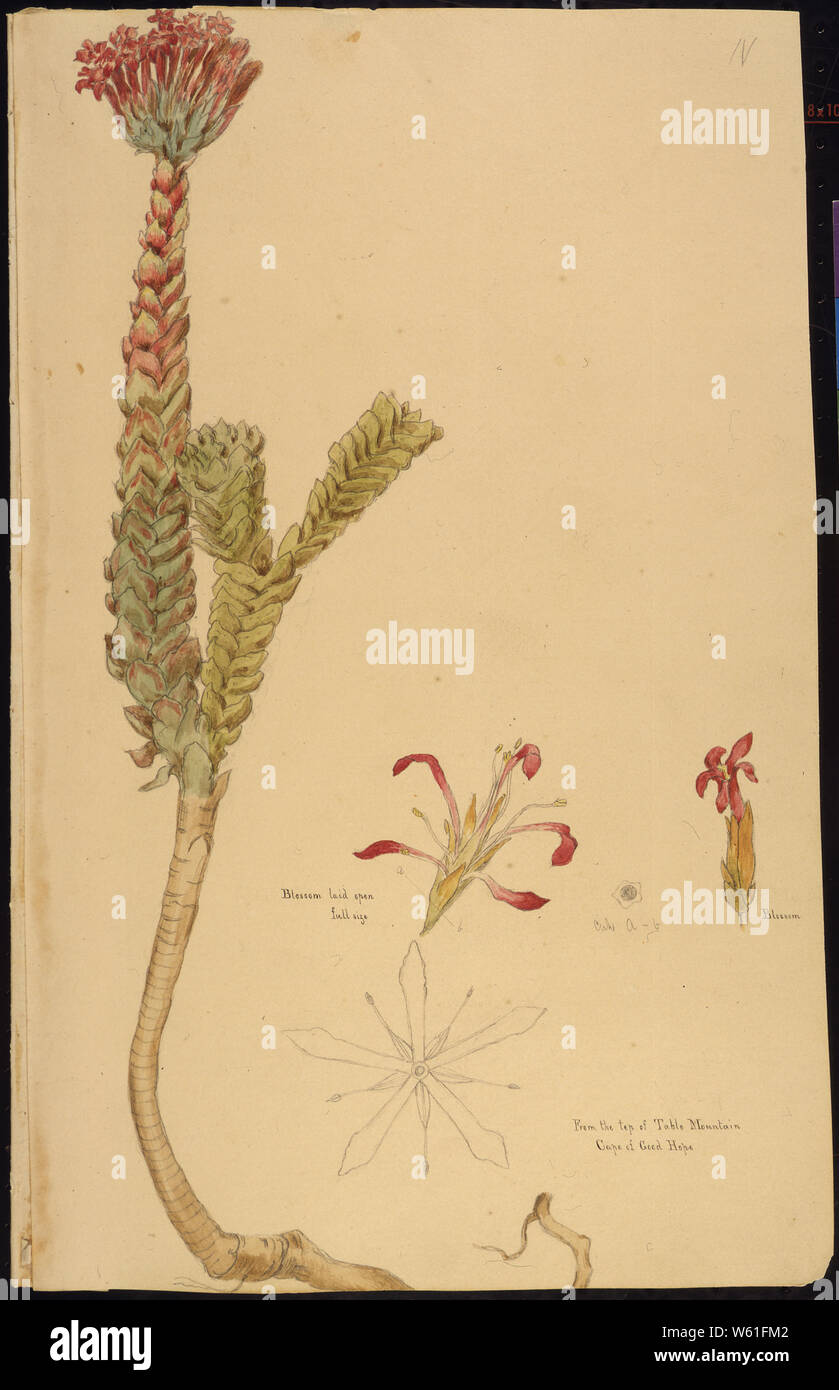 Bonin islands hi-res stock photography and images - Alamy