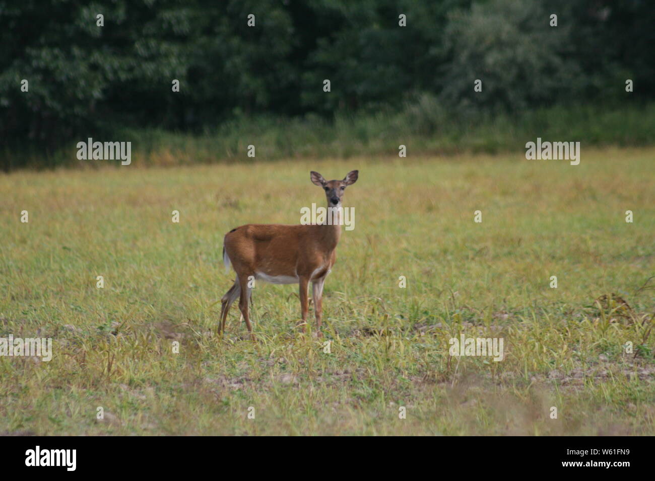 Perked ears hi-res stock photography and images - Alamy