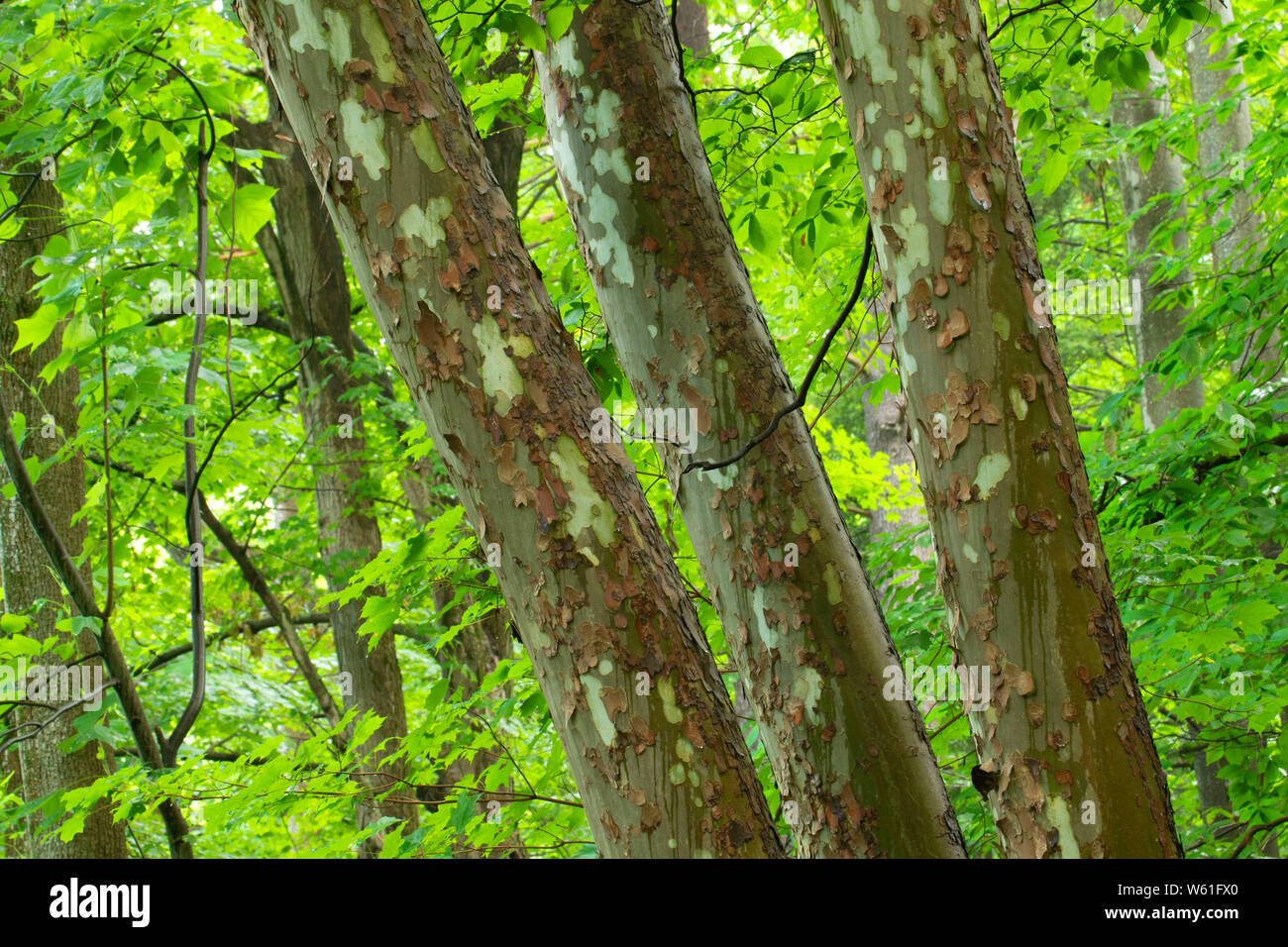 Woods along Quinnipiac River Gorge Trail, Meriden Linear Trail, Meriden ...