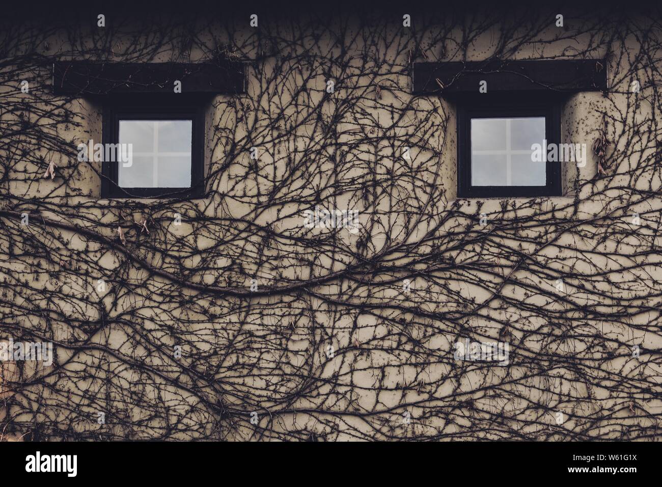 Closeup of a building with windows overgrown with greenery and branches ...