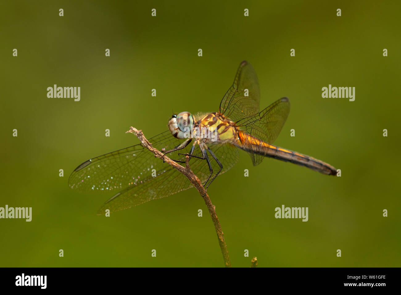 Wetland dragonfly hi-res stock photography and images - Alamy