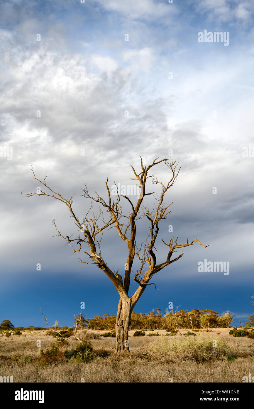 Semi arid landscape hi-res stock photography and images - Alamy