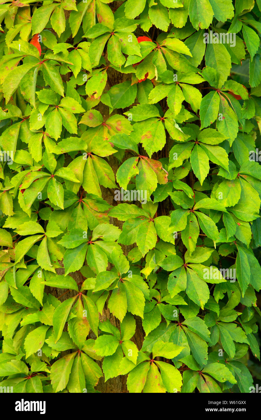 Virginia creeper (Parthenocissus quinquefolia), Batterson Park Pond ...