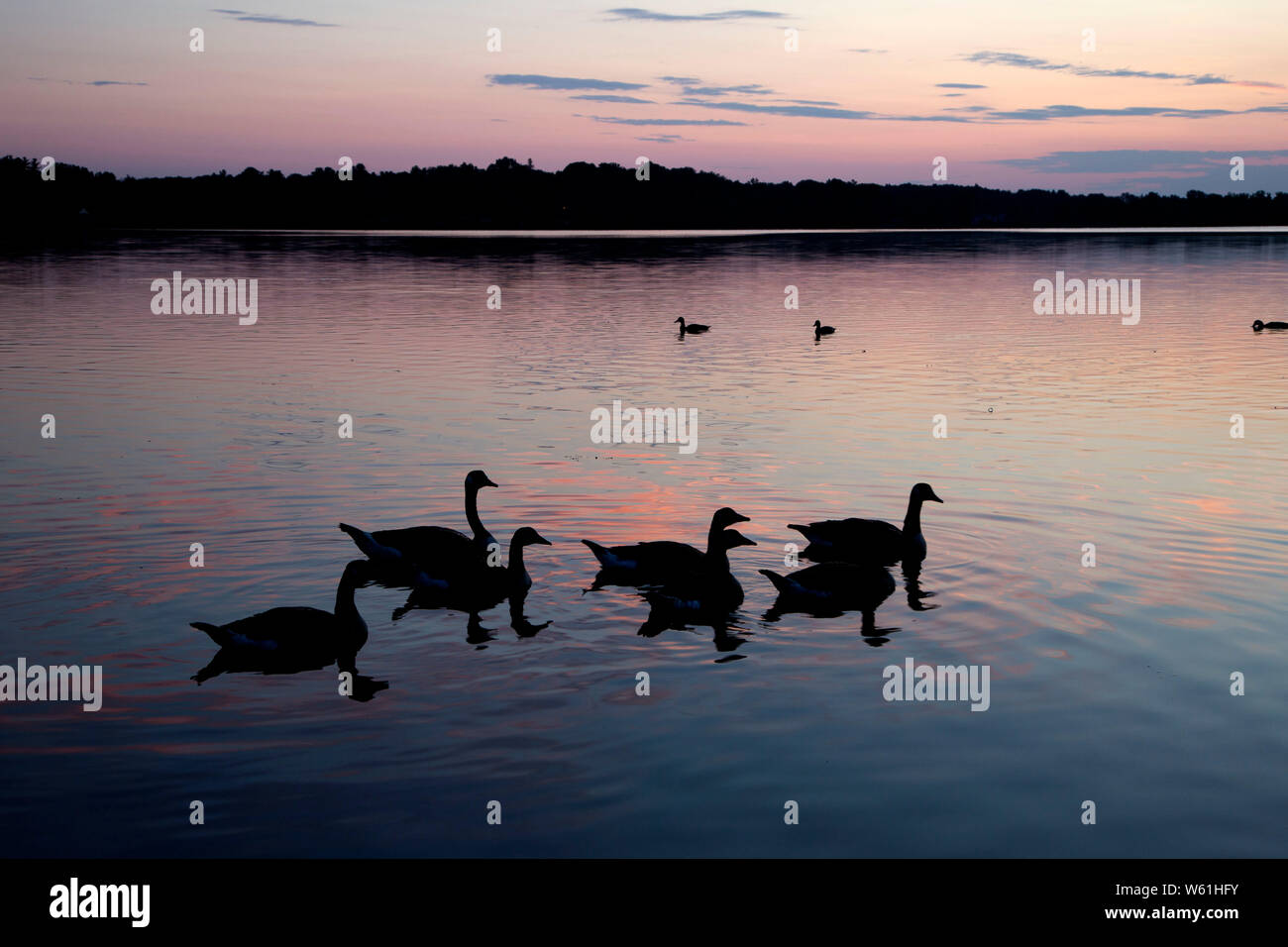 Batterson Park Pond dawn with geese, Batterson Park Pond State Boat ...