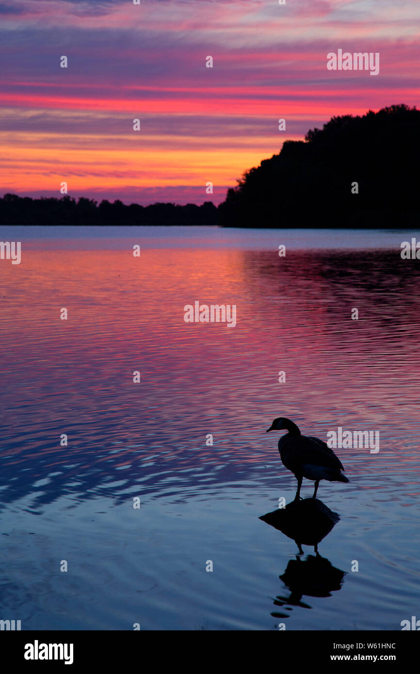 Batterson Park Pond dawn with goose, Batterson Park Pond State Boat ...