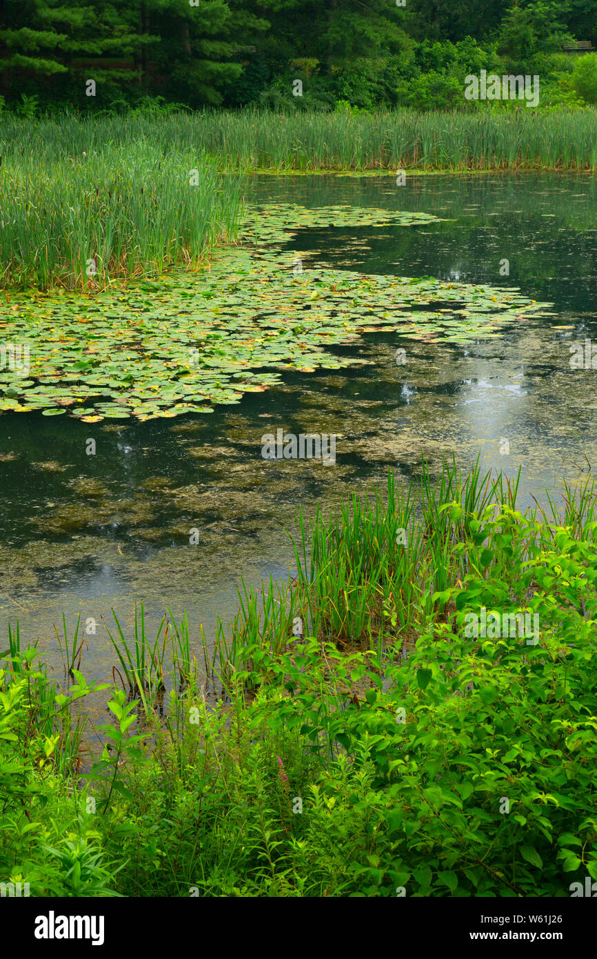 Wetland pond, Tomasso Nature Park, Plainville, Connecticut Stock Photo ...