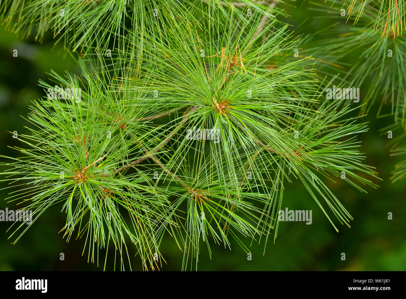 Eastern white pine hi-res stock photography and images - Alamy