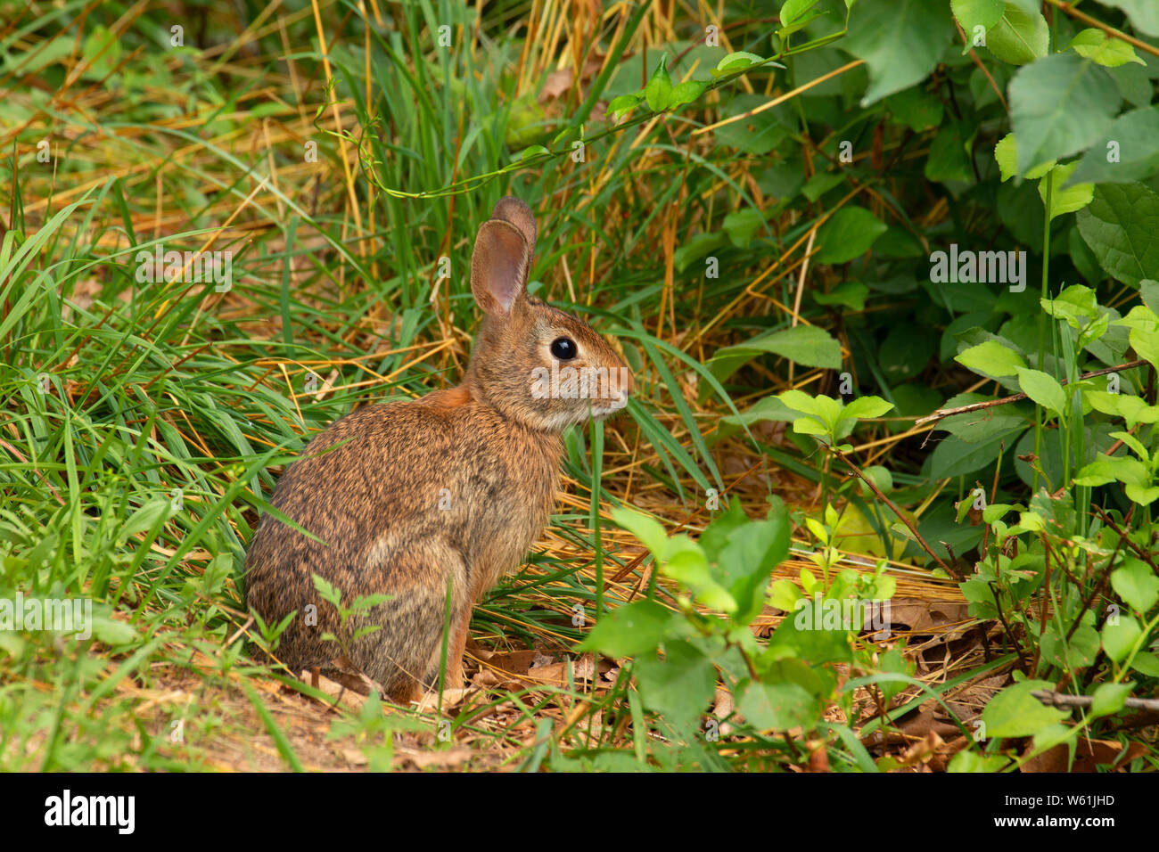 Rabbit, Tomasso Nature Park, Plainville, Connecticut Stock Photo - Alamy