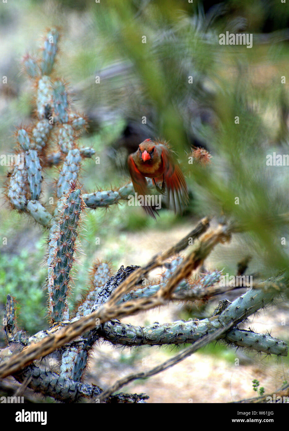 Female cardinal hi-res stock photography and images - Alamy