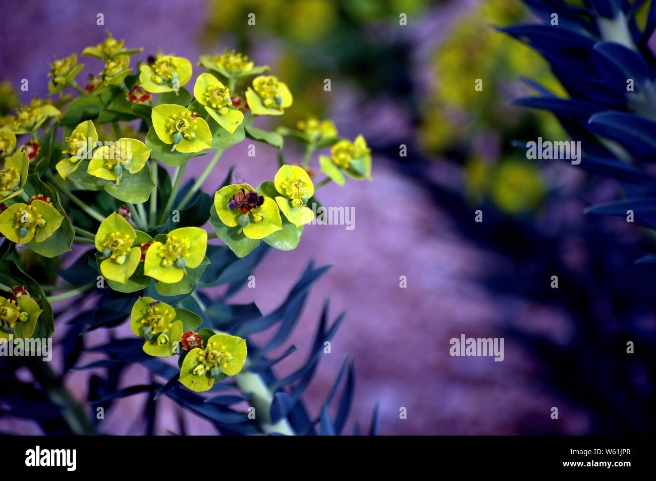 Sedum flowers in bloom in a garden Stock Photo - Alamy