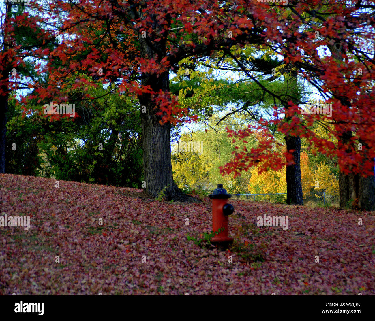 Fire hydrant with tree hi-res stock photography and images - Alamy