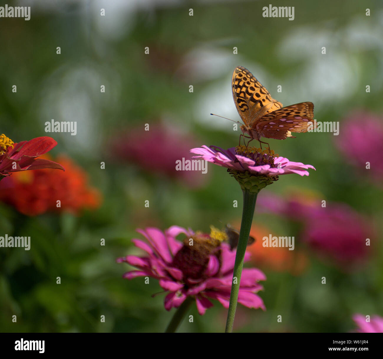 Butterfly on top of a flower Stock Photo - Alamy