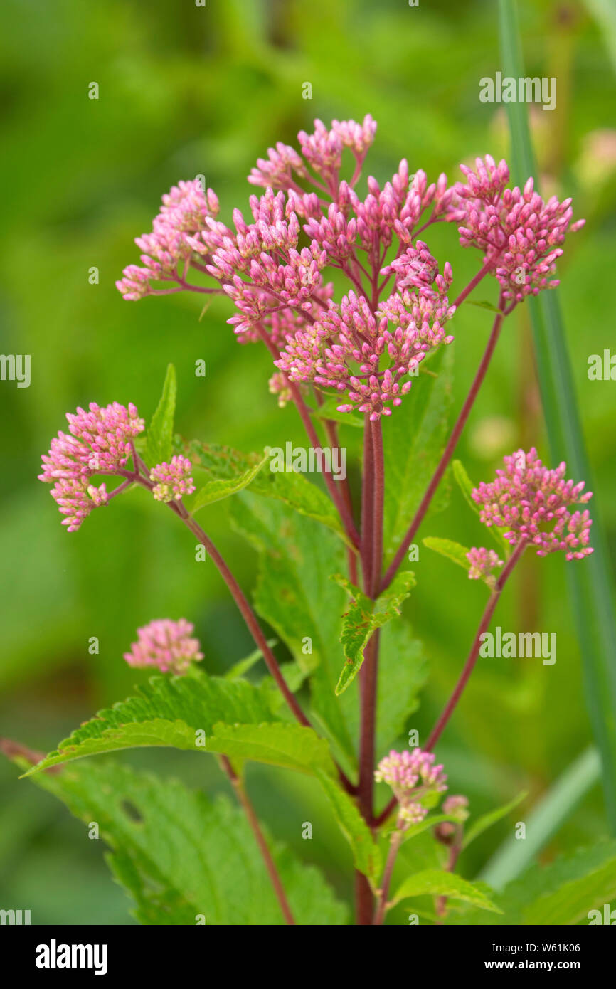 Eutrochium purpureum joe pye weed hi-res stock photography and images ...